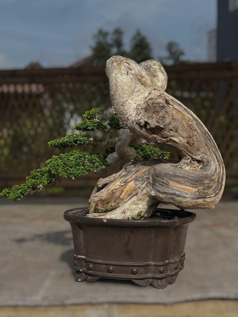 Premna Microphylla Bonsai Split Trunk Actual Picture - Etsy