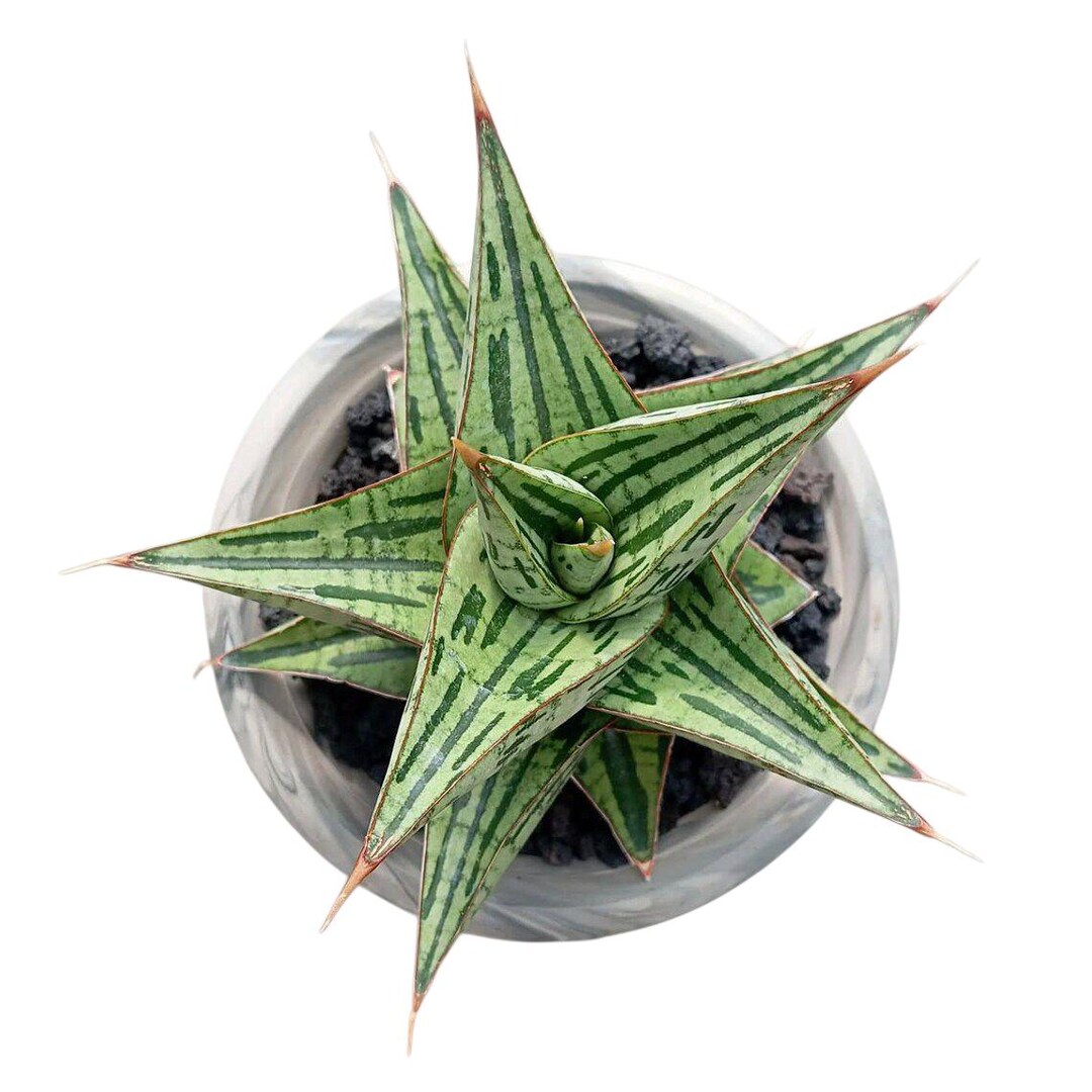 Sansevieria Hybrid Kaisar Unique Plant Snake House Plant - Etsy