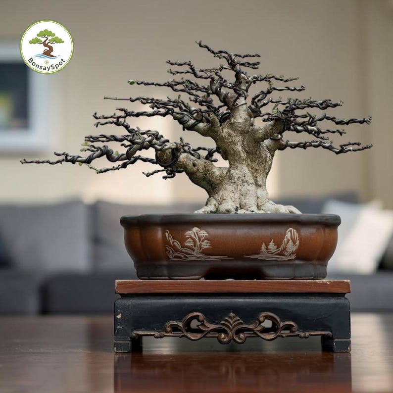 Wrightia Religiosa Bonsai Tree – Live Water Jasmine Plant - Etsy