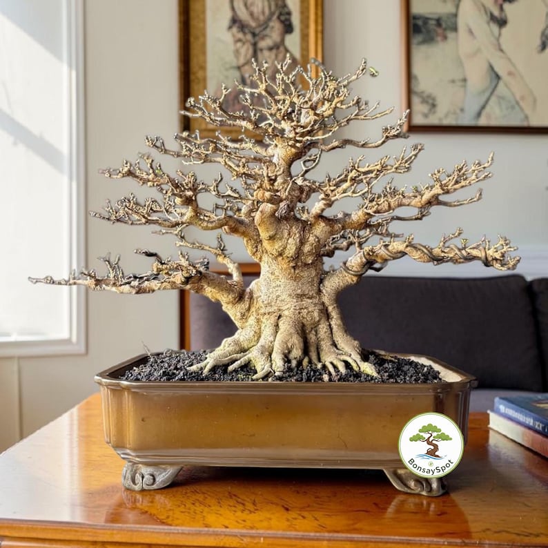 Real Pict Wrightia Religiosa / Water Jasmin Bonsai Tree Character Old ...