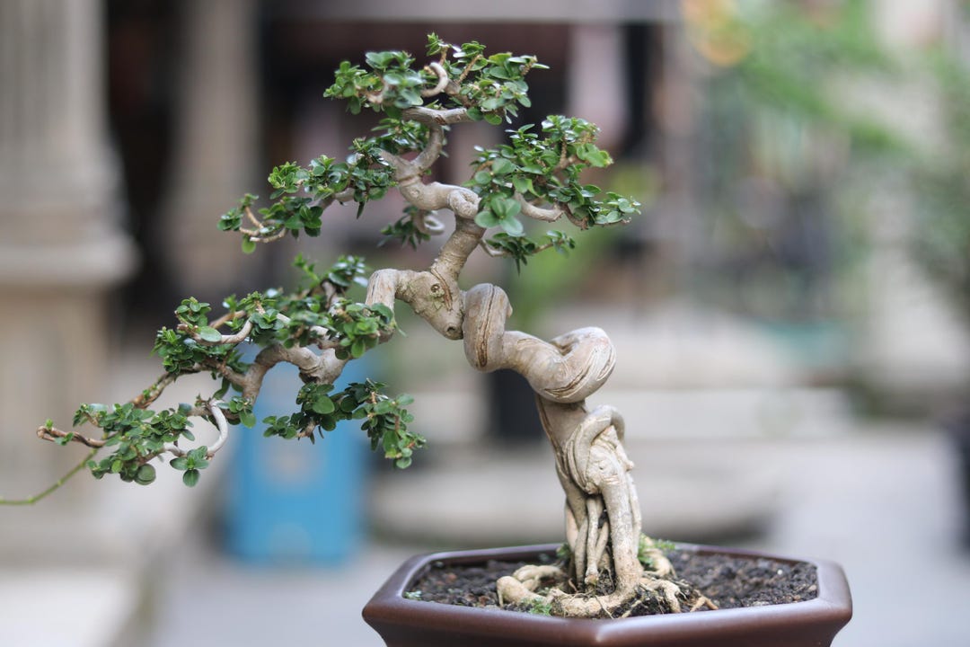 Real Picture Premna Micropylla Bonsai Tree | Bonsai Indoor #13 - Etsy