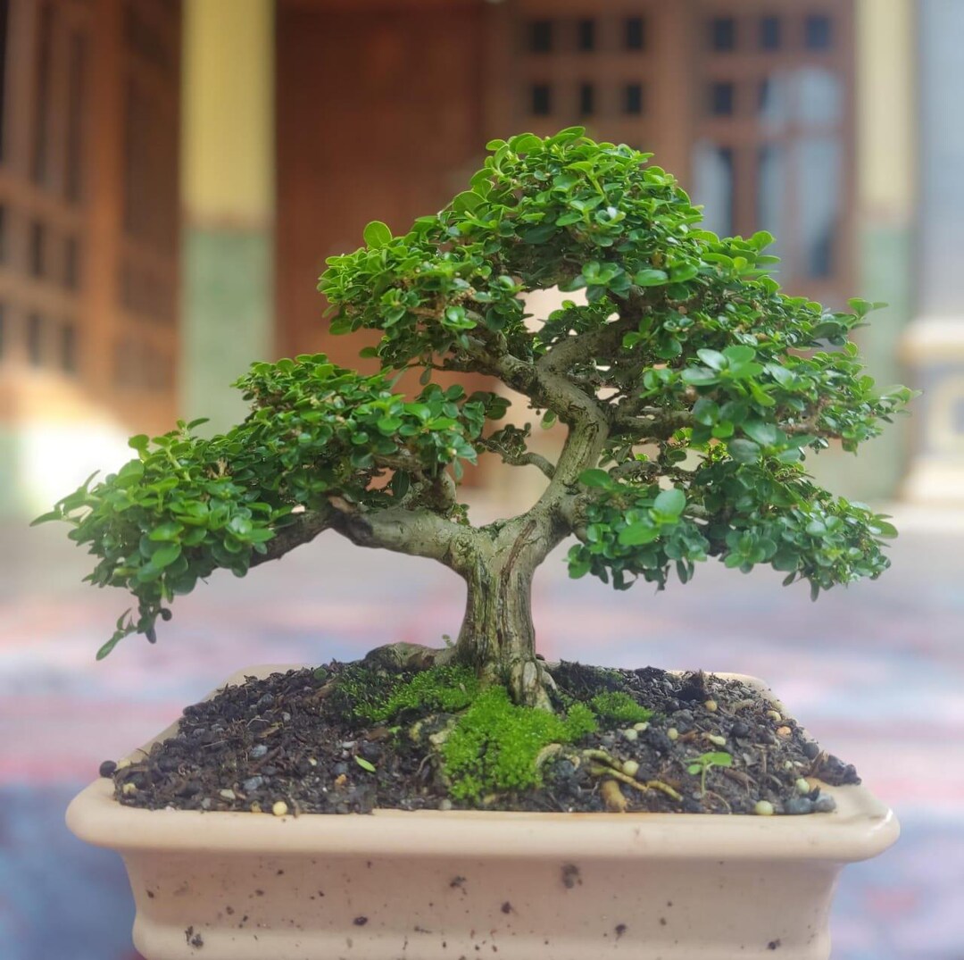 Real Premna Microphylla Bonsai Tree - Etsy Canada