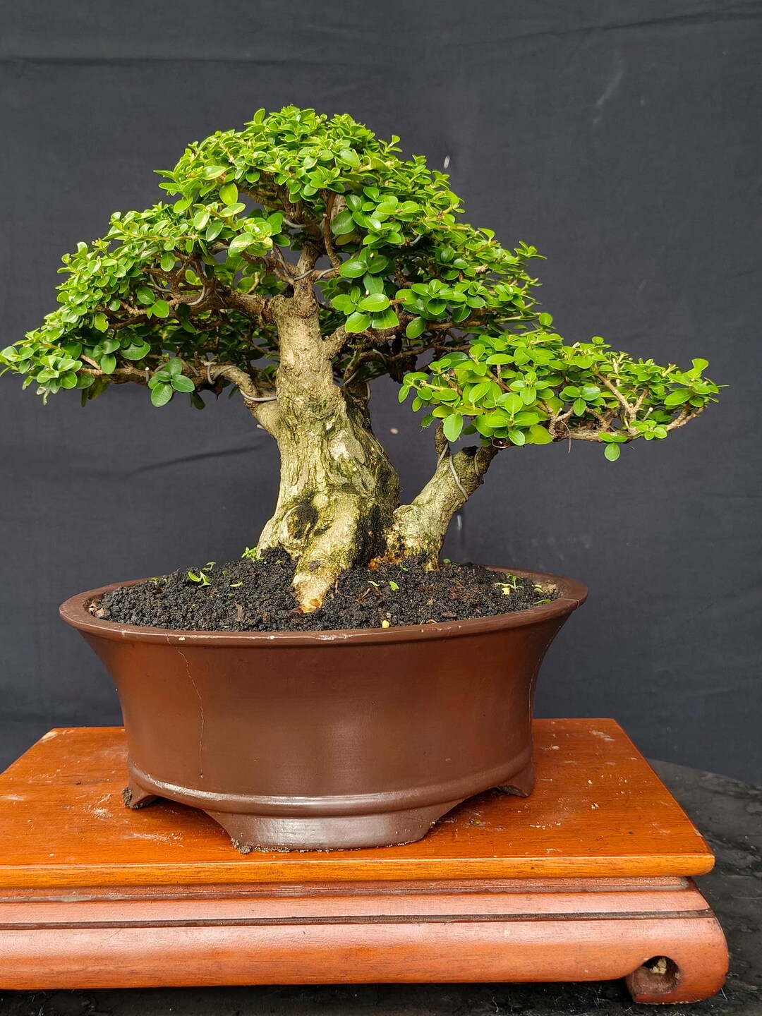 Bonsai Tree Real Pict Premna Microphylla - Etsy