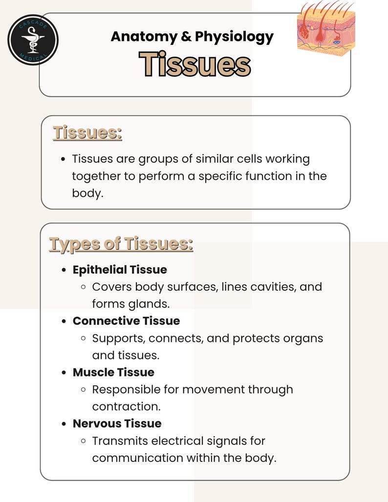 Integumentary System – Anatomy & Physiology Digital Study Guide (30 ...