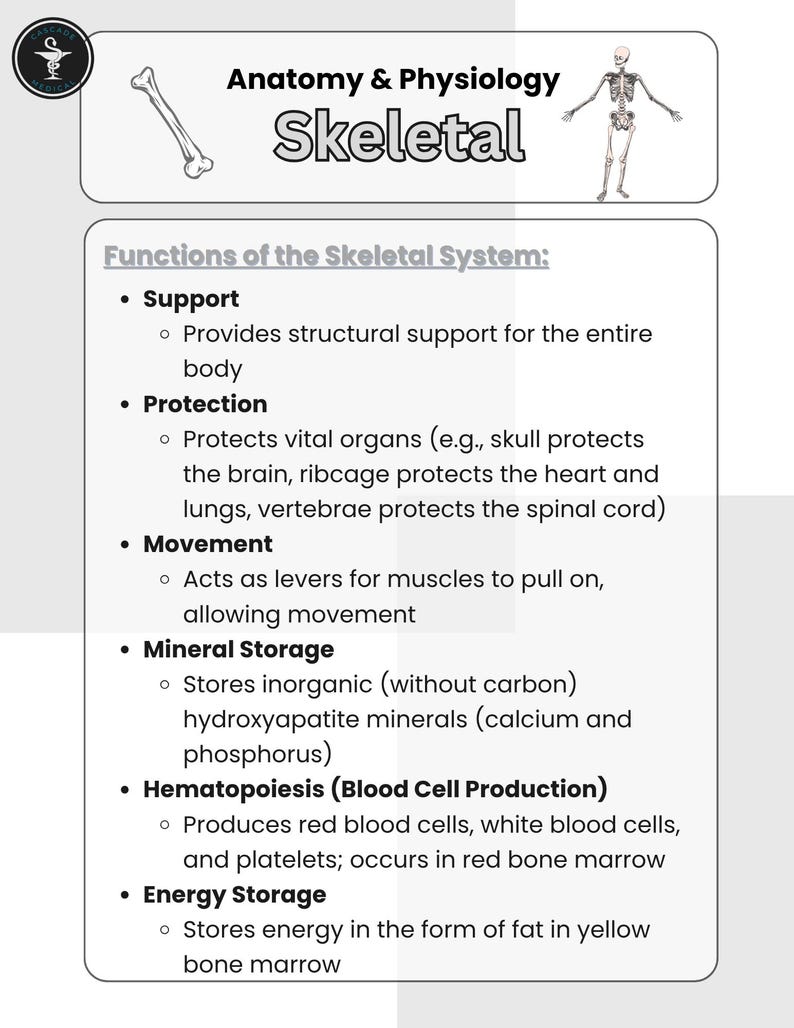 Skeletal System – Anatomy & Physiology Digital Study Guide (26 Pages ...