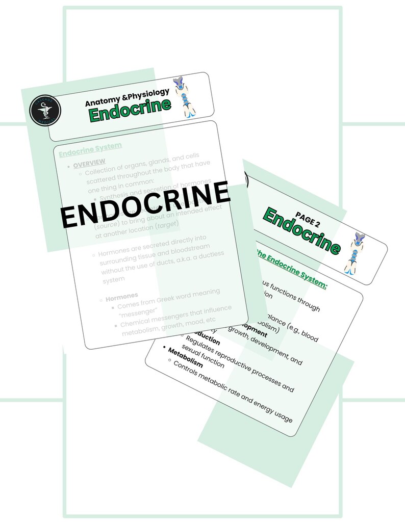 Endocrine System – Anatomy & Physiology Digital Study Guide (41 Pages ...