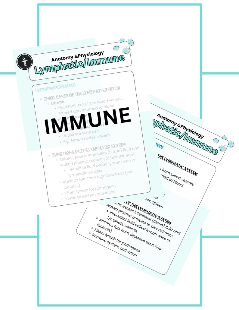Immune (lymphatic) System – Anatomy & Physiology Digital Study Guide ...