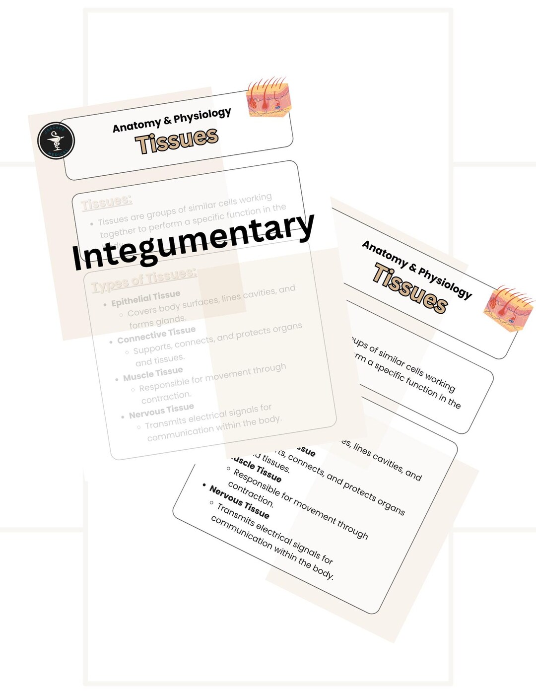 Integumentary System – Anatomy & Physiology Digital Study Guide (30 ...