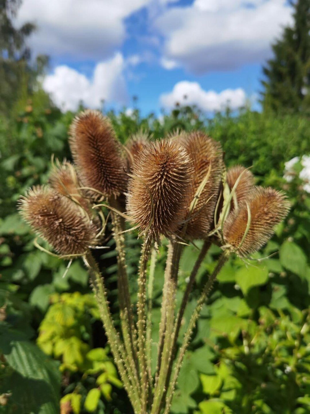 10 Dried Teasel Heads With Stems – Everlasting Rustic Flowers for ...
