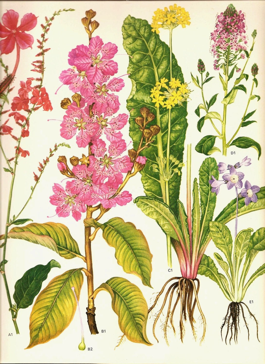 Vintage Botanical Flower Print 1970 Color Art Wild Flowers | Etsy