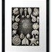 SEA SHELLS Art Print Ernst Haeckel 2010 Beautiful Colored Book - Etsy ...