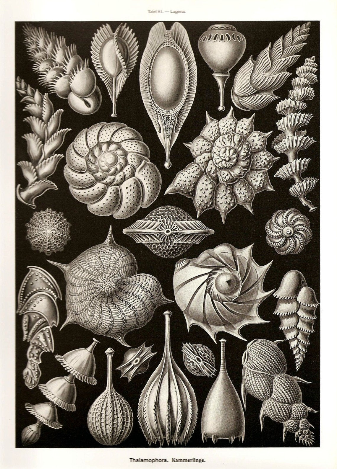 Ernst Haeckel 2010 SEA SHELLS PLANTS Colored Art Print Book | Etsy