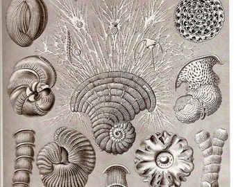 Ernst Haeckel Art Print Collectable Frameable Vintage 1974 - Etsy