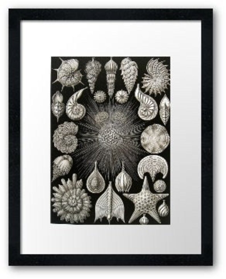 Ernst Haeckel Art Print Collectable Frameable Vintage 1974 - Etsy