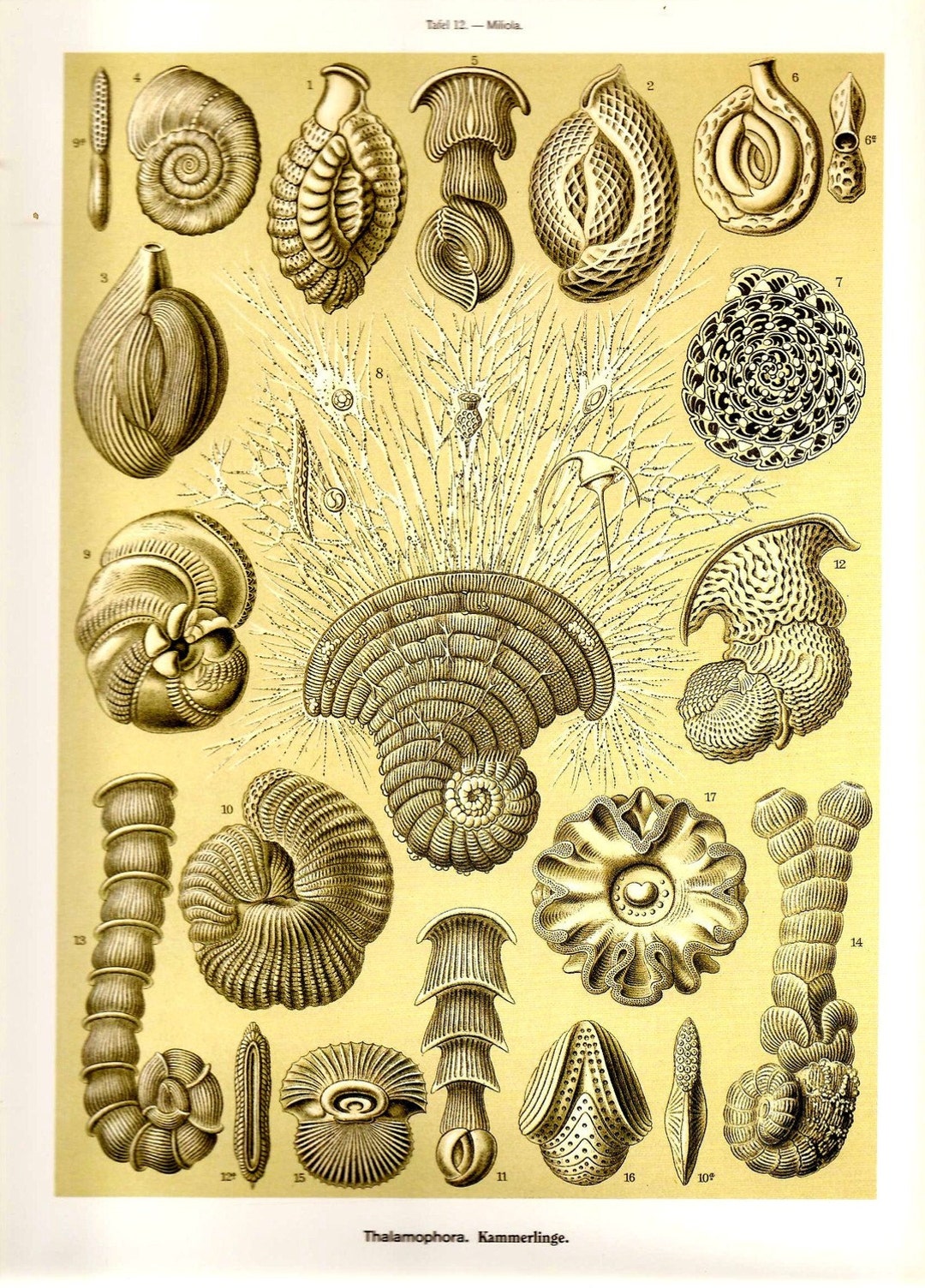 SEA SHELLS Art Print Ernst Haeckel 2010 Beautiful Colored Book PLATE 11 ...