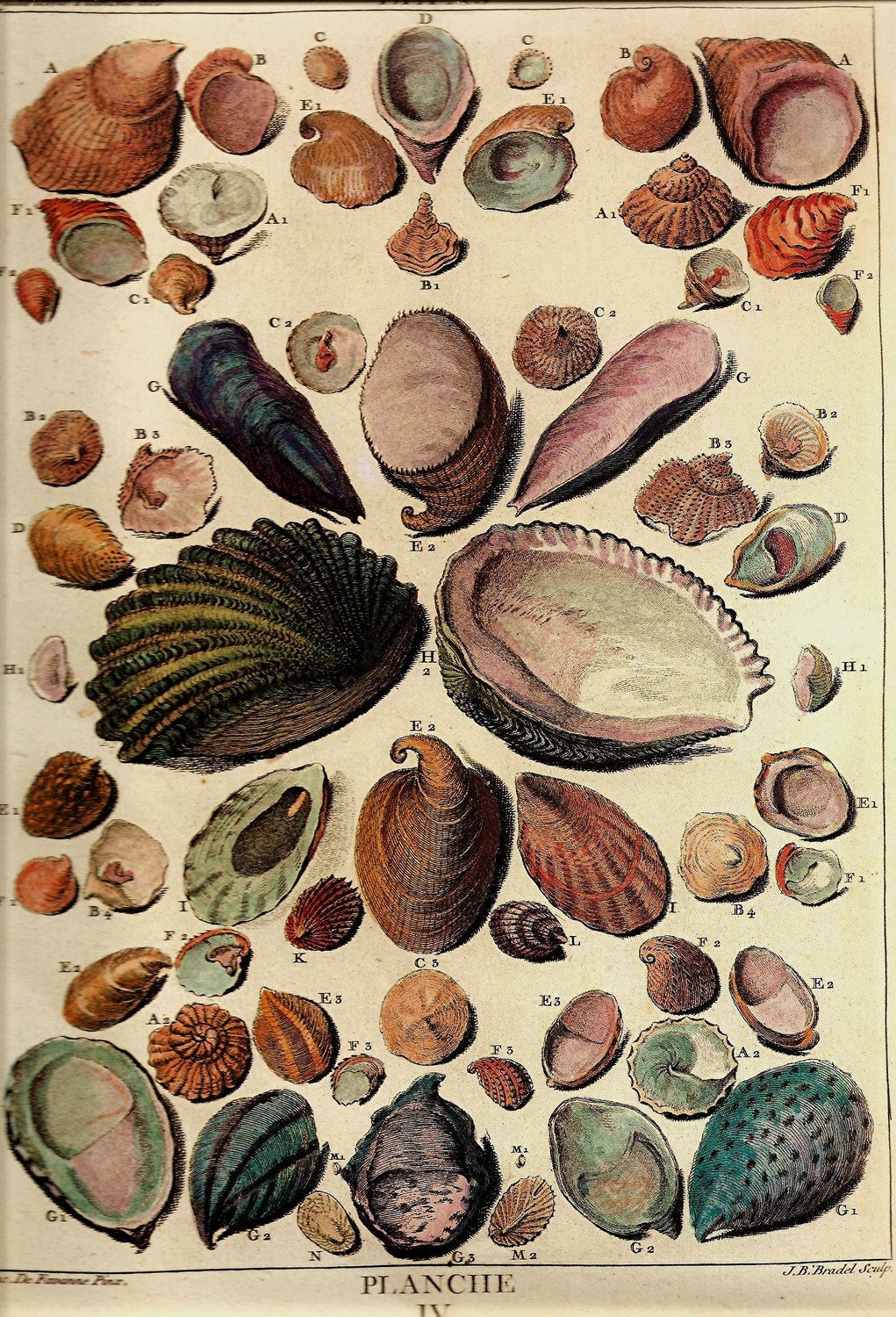 SHELLS Art Print Frameable Original 2009 Book Plate 4 - Etsy