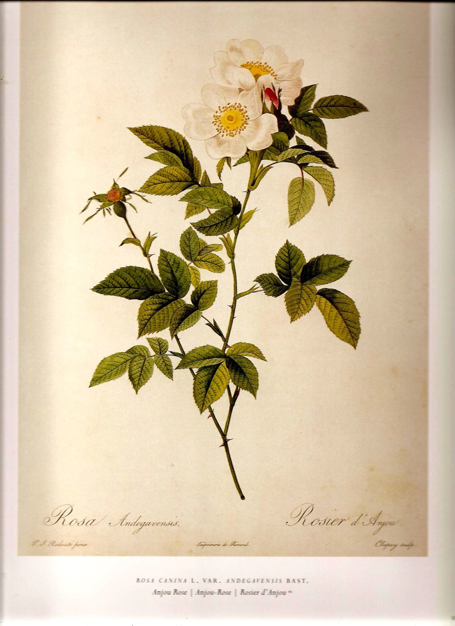 REDOUTE ROSES Color Print Plate 87 and 88 Celery Leaved Cabbage French ...