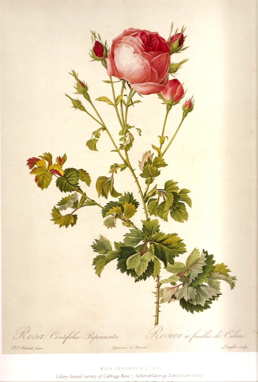 REDOUTE ROSES Color Print Plate 87 and 88 Celery Leaved Cabbage French ...