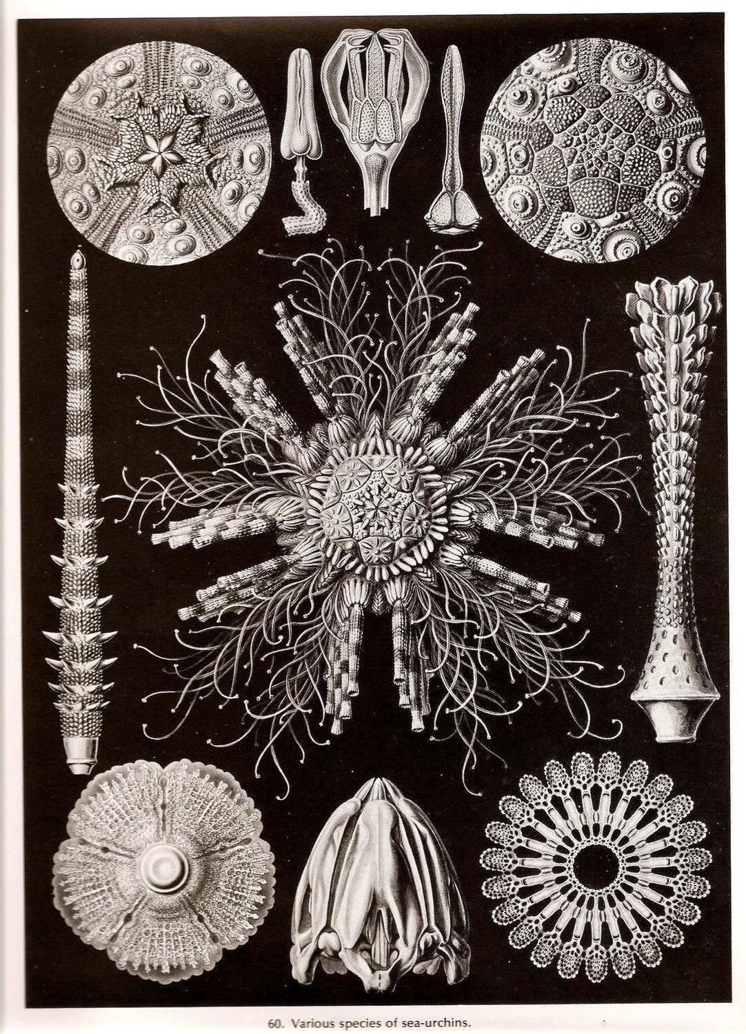 Ernst Haeckel 1974 CORALS SHELLS Art Print Vintage 1974 Book | Etsy