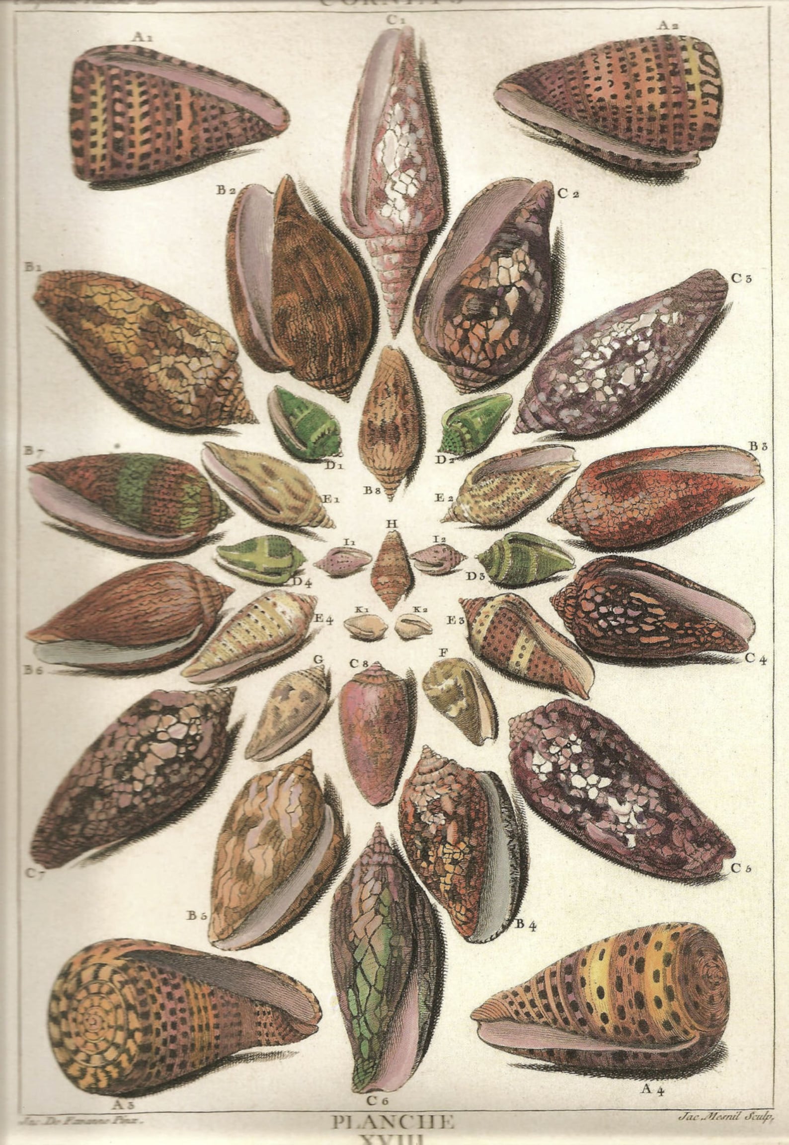 SHELLS Art Print Frameable Original 2009 Book Plate XVIII | Etsy