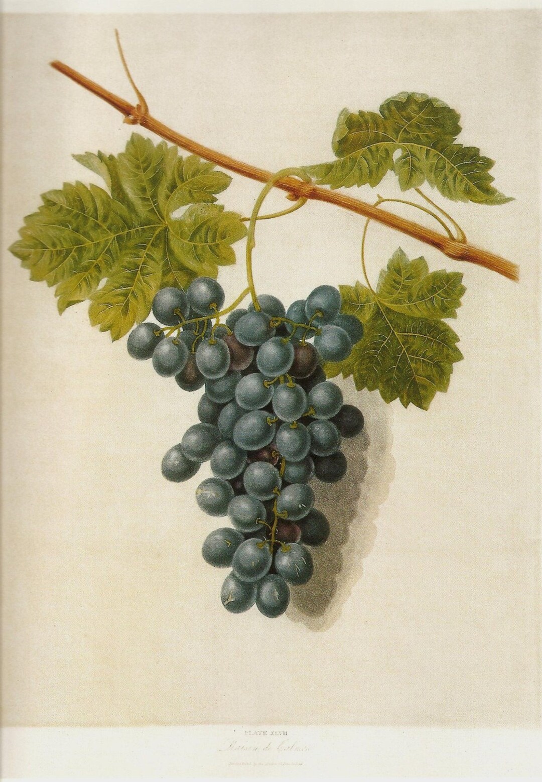 FRUIT PRINT GRAPES 2002 Art Print Original Book Plate 115 Beautiful ...
