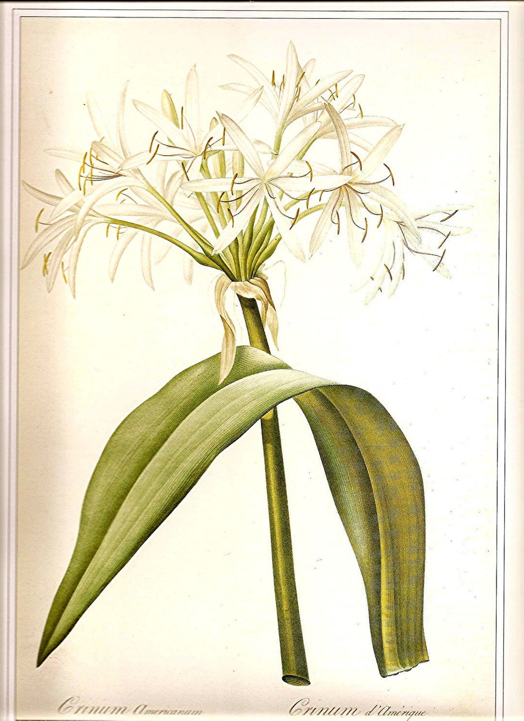 REDOUTE Vintage 1990 FLOWERS Color Art Print Frameable Botanical ...