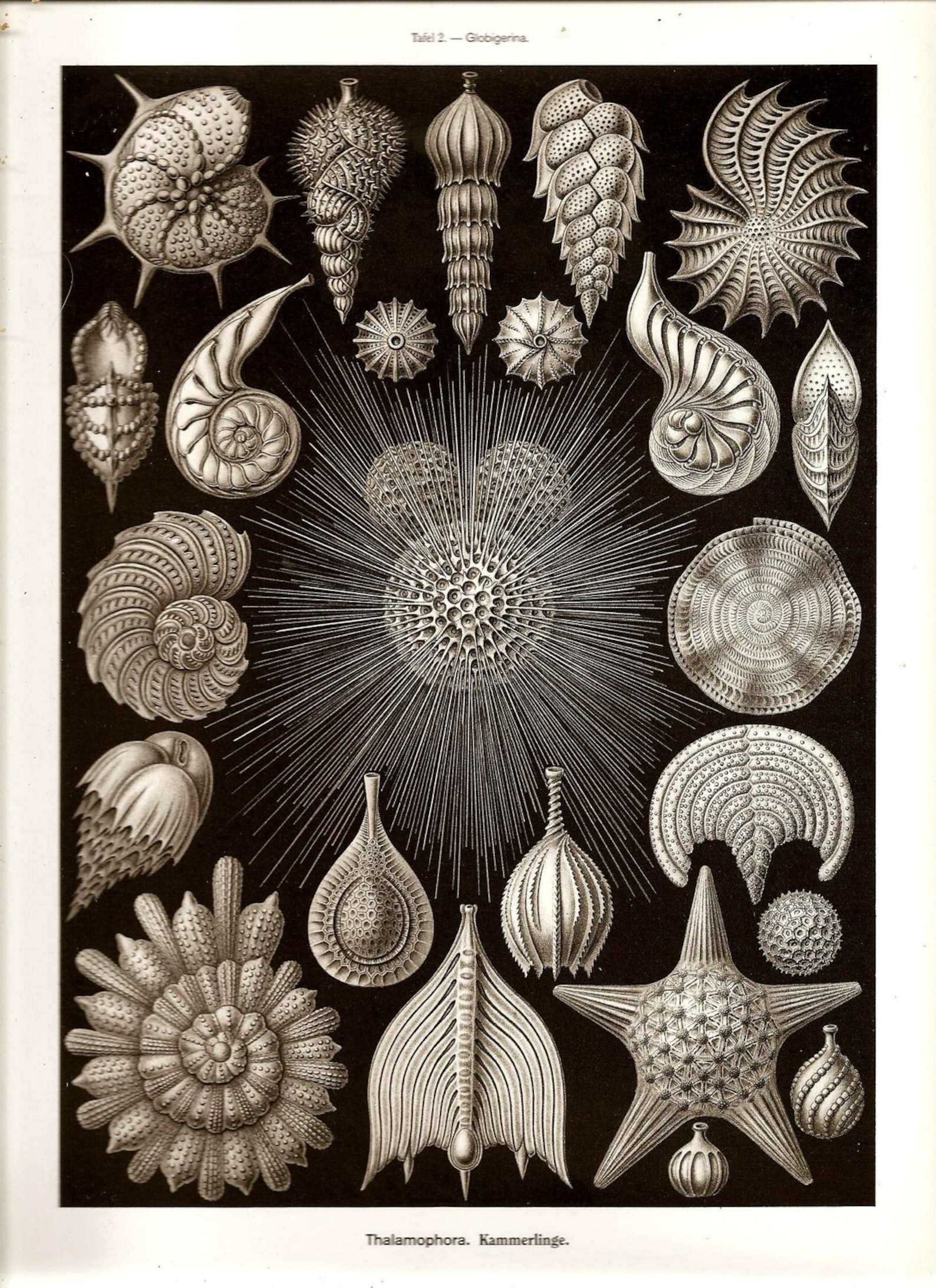 Ernst Haeckel Art Print Beautiful Book PLATE 1 and 2 Thalmophora ...