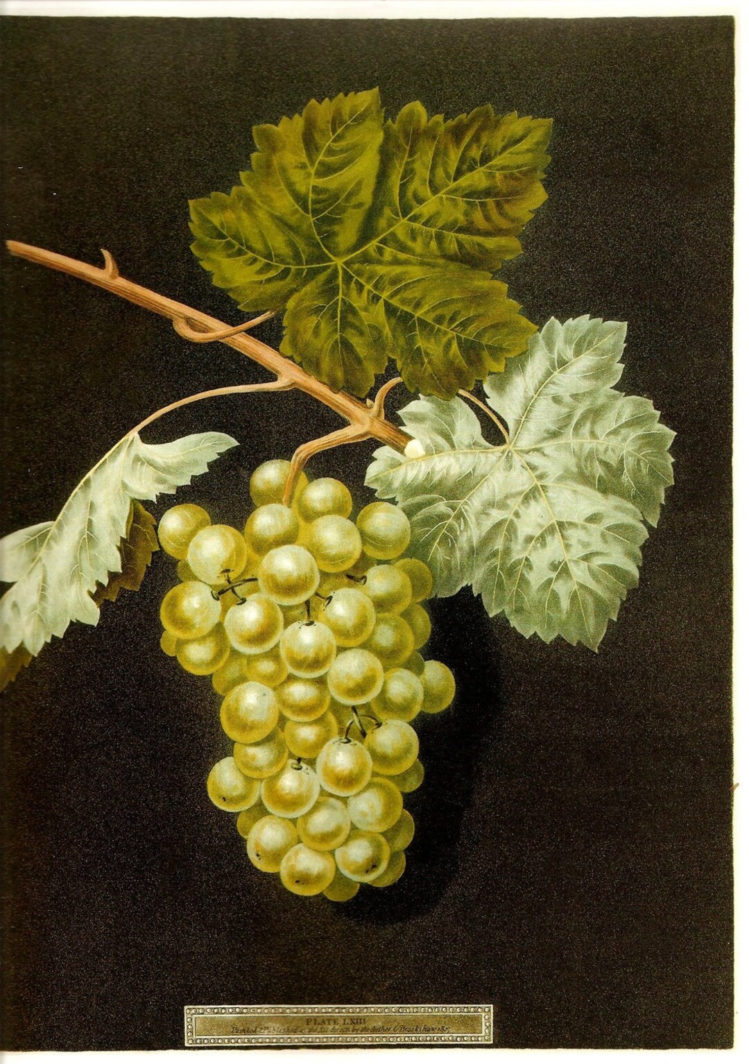 FRUIT PRINT GRAPES 2002 Color Art Print Original Book Plate 140 ...