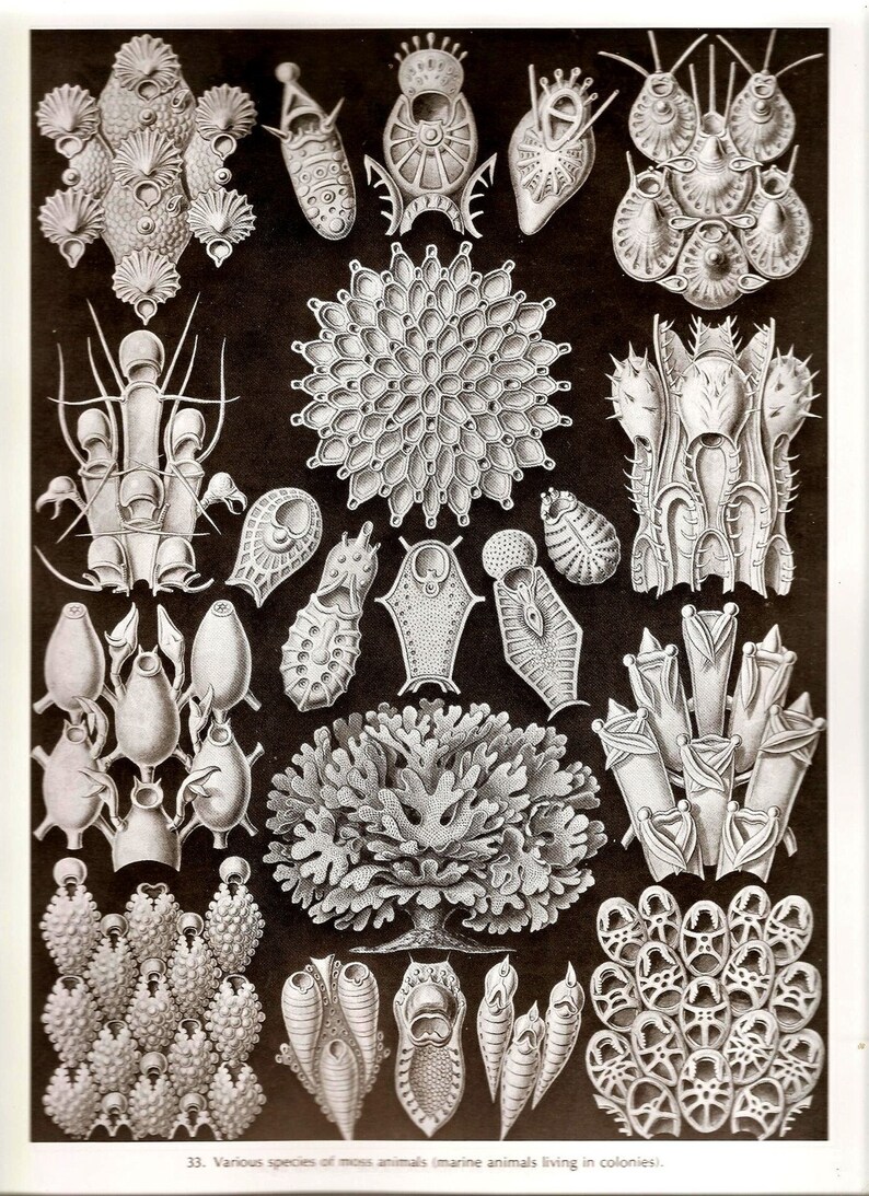 Ernst Haeckel Art Print Collectable Frameable Vintage 1974 Book PLATE ...