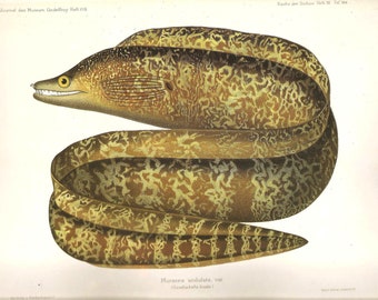 Giclée Art & Collectibles Silver Eel Art Print Lake House Wall Art ...