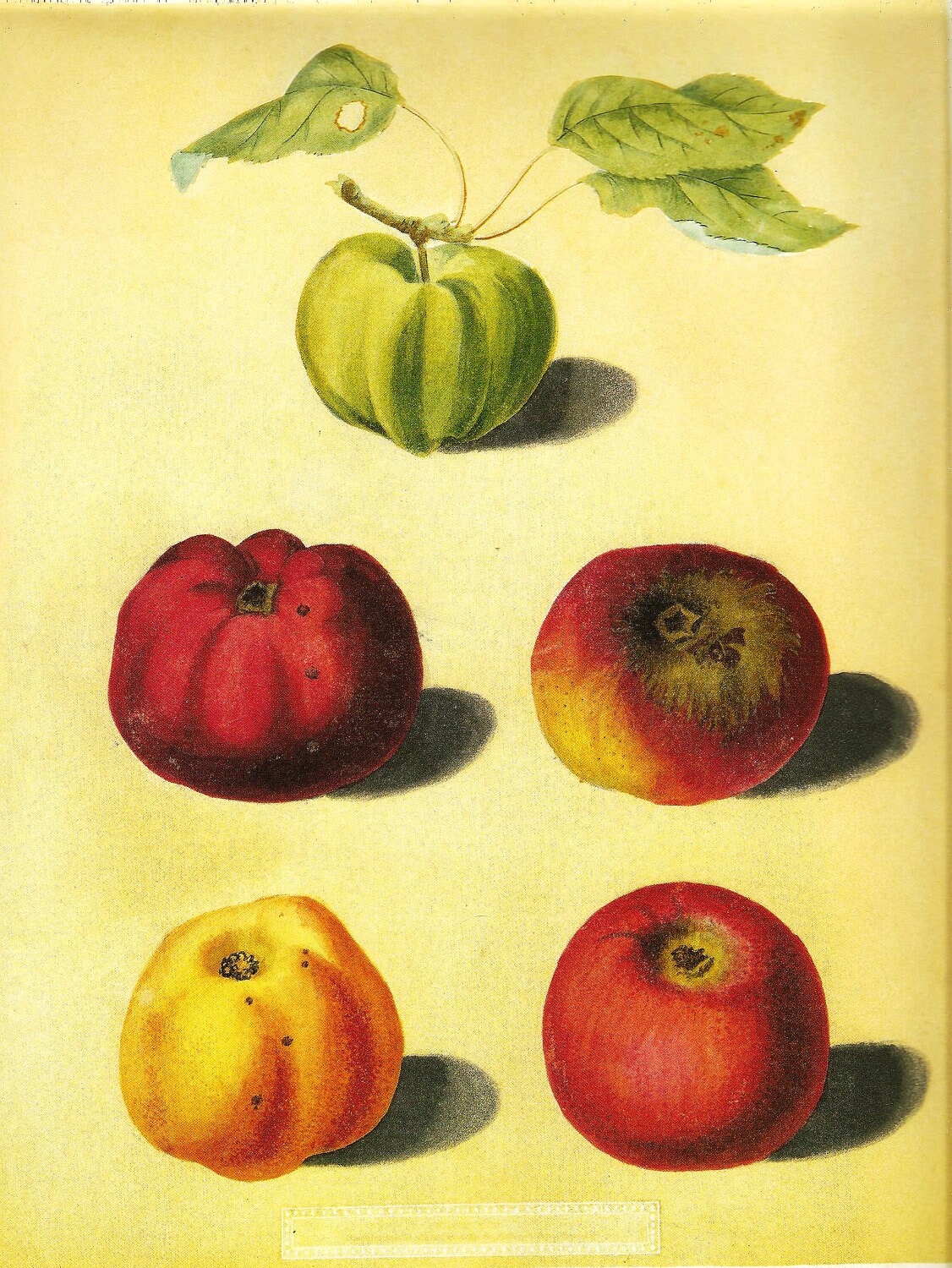 APPLE PRINT Art Print Original 2002 Book Plate 189 Beautiful Large ...