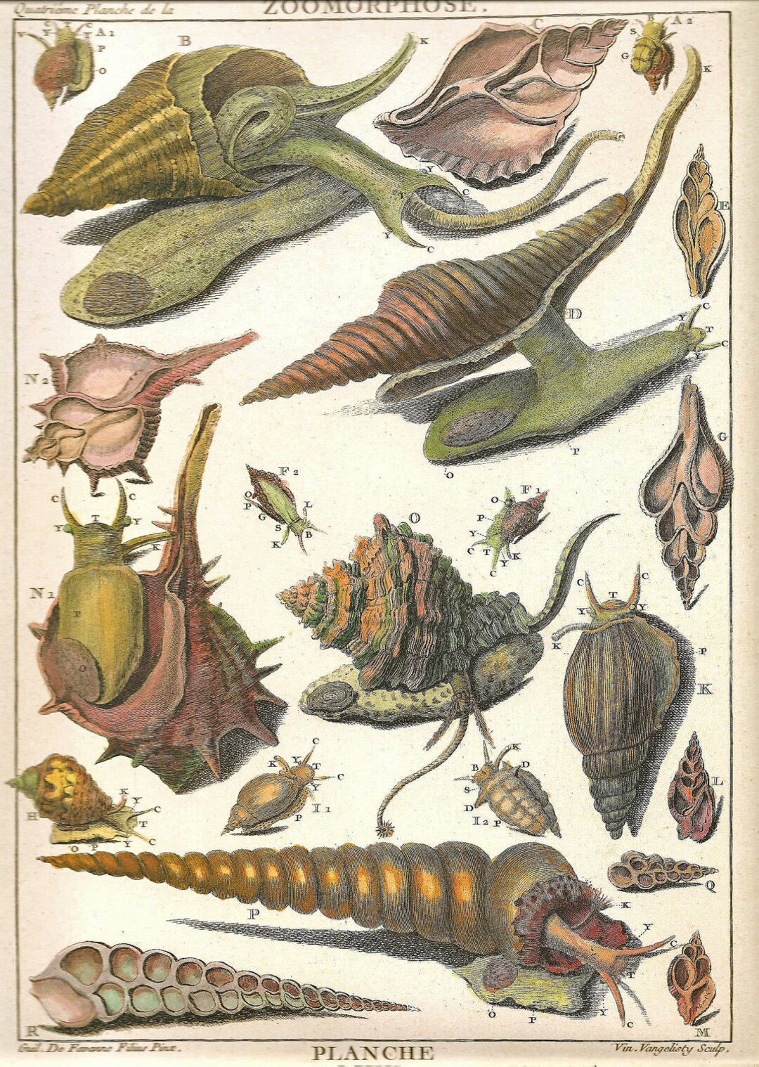 SEA SHELLS SNAILS Print Art 2009 Book Plate 188 Beautiful Antique ...