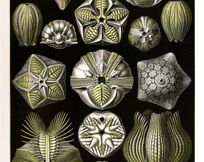 Ernst Haeckel 2010 SHELLS CHAMELEON Colored Art Print 79 80 Basiliscus ...