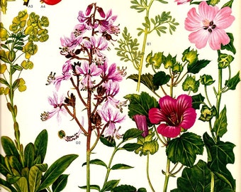 Vintage 1970 Color Art Print Mediterranean Wild Flowers | Etsy