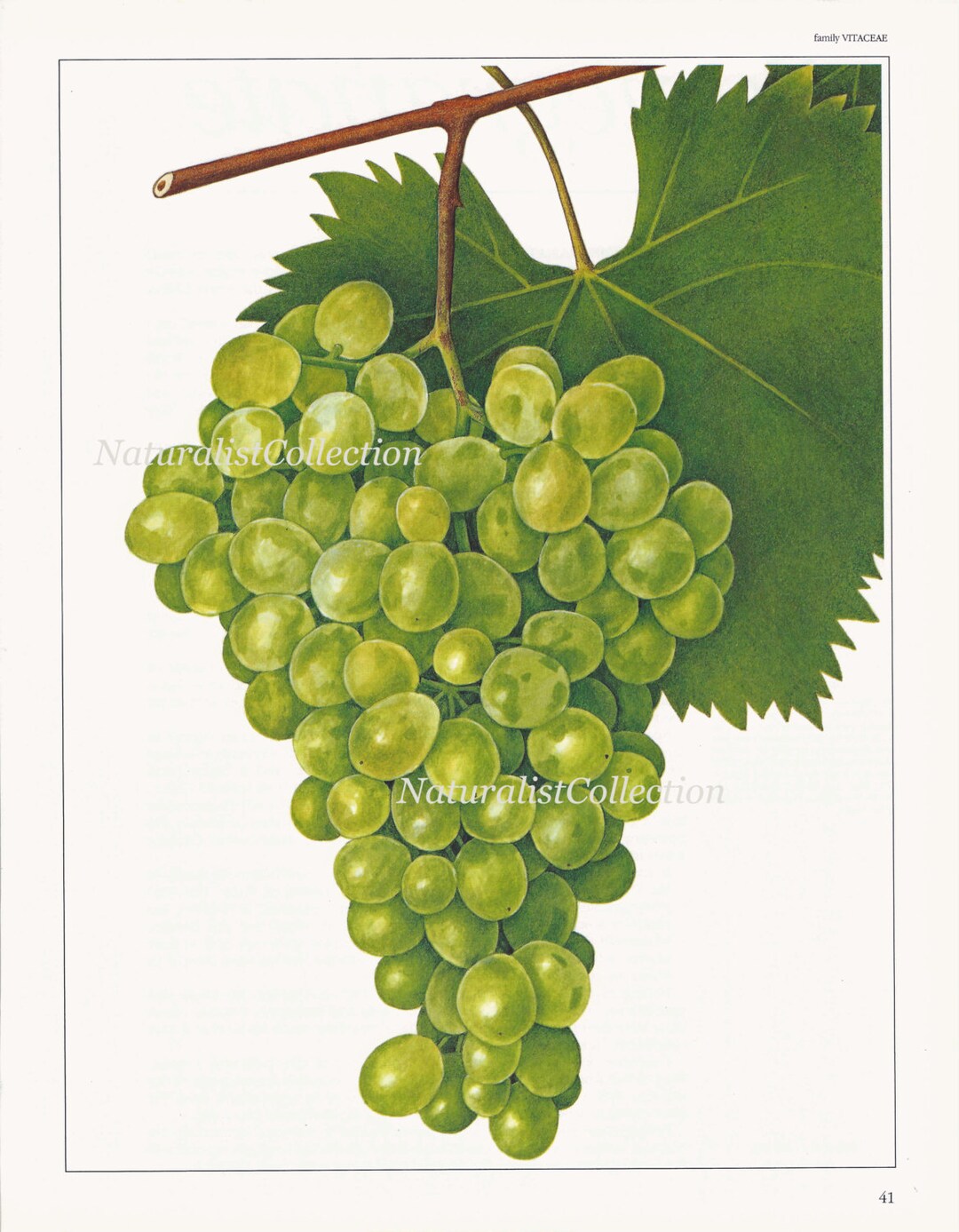 Fruit Print 1991 Vintage Art Original Book Plate 41 Beautiful White ...