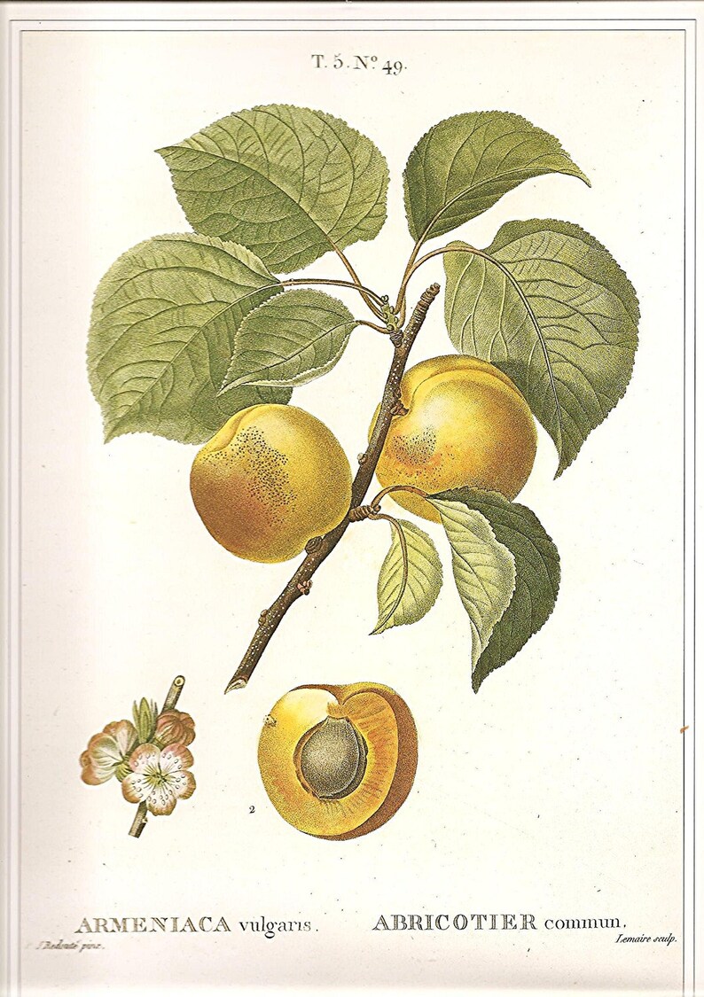 REDOUTE Vintage Botanical Print 1990 Art Botanical Original - Etsy REDOUTE Vintage Botanical Print 1990 Art Botanical Original - Etsy