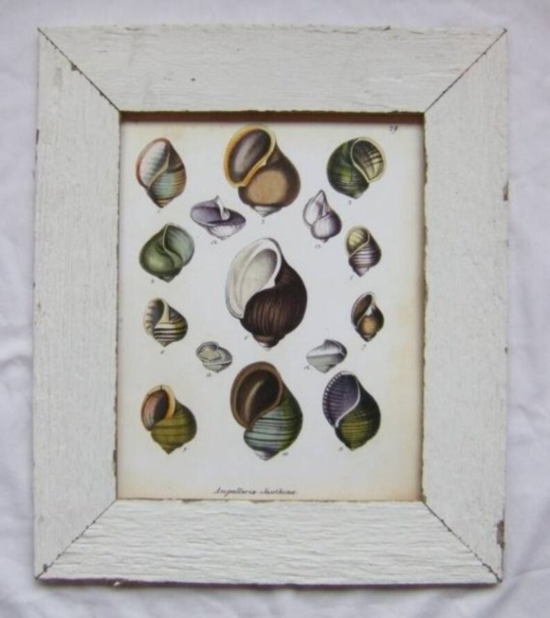 SHELLS Art Print Frameable Original 2009 Book Plate XVIII | Etsy