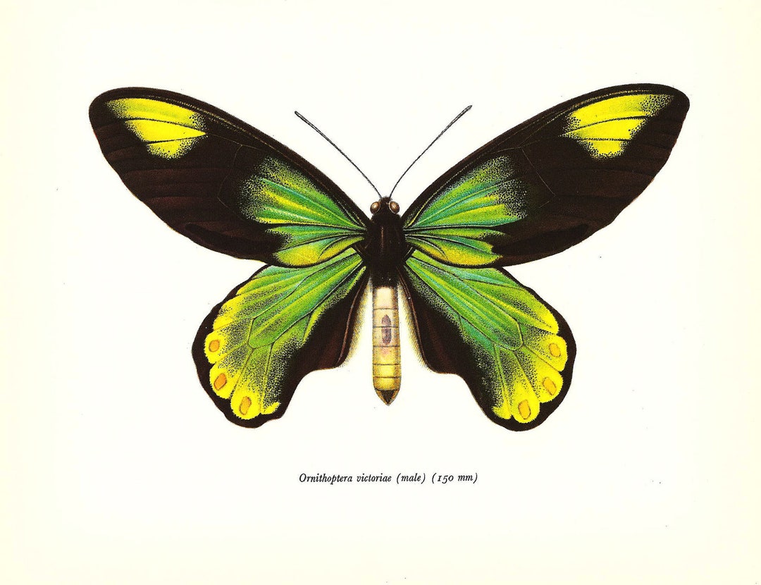 BUTTERFLY PRINT Art Original 1965 Book Plate 48 Beautiful Large Queen ...