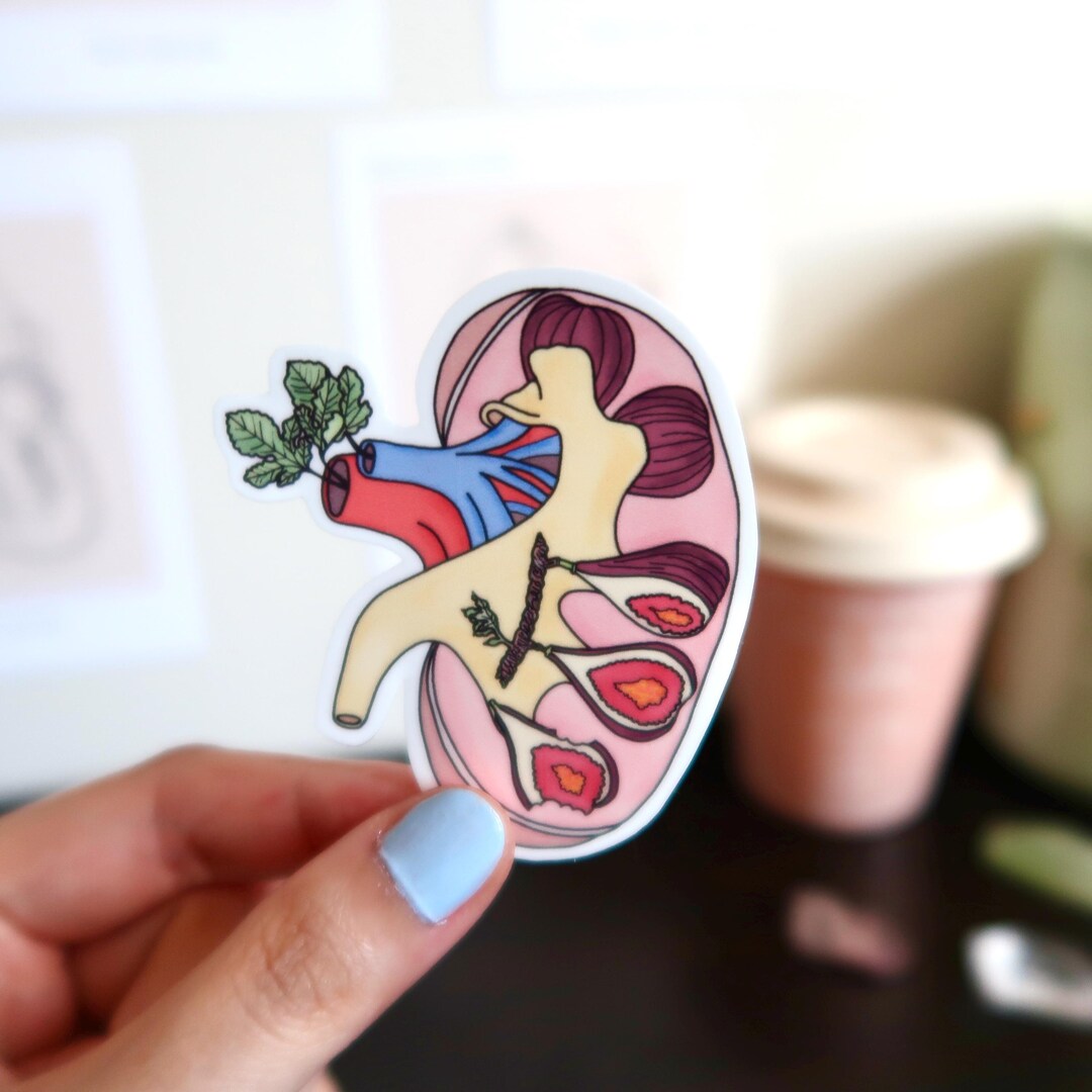 Anatomy Art Sticker: Kidney (figs) - Etsy