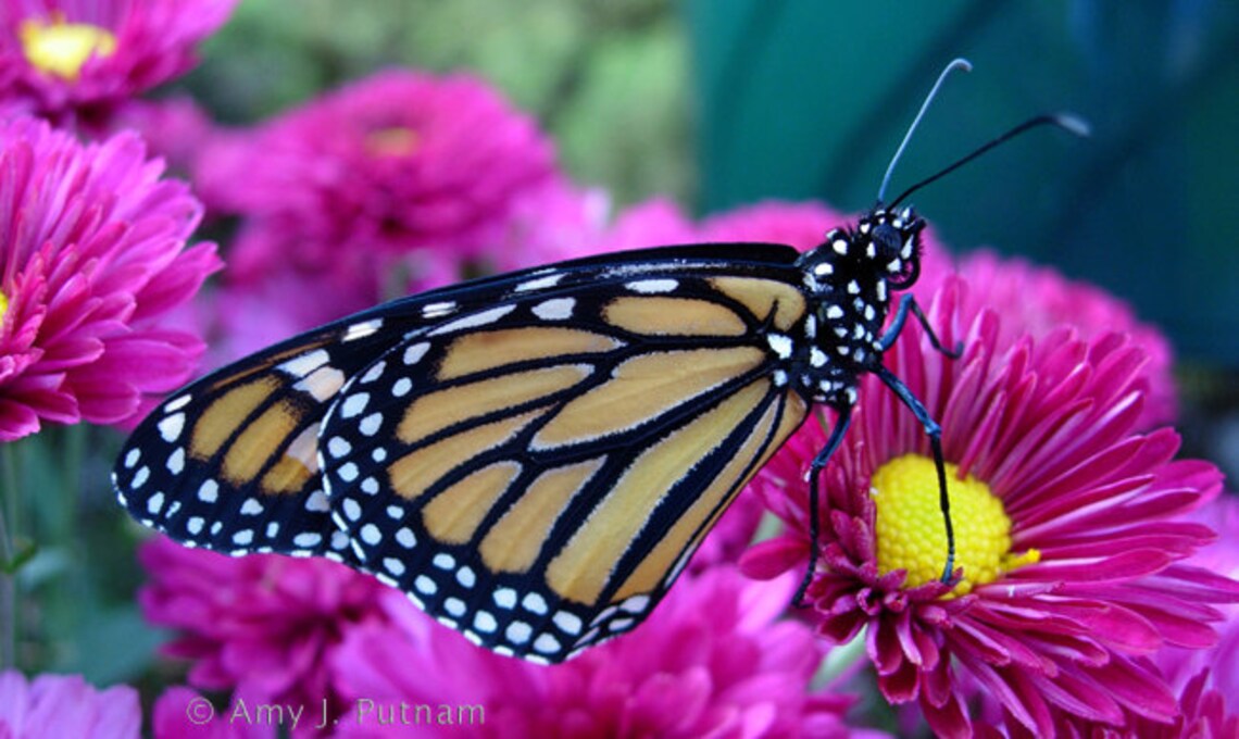 Photo Magnet Monarch Butterfly - Etsy