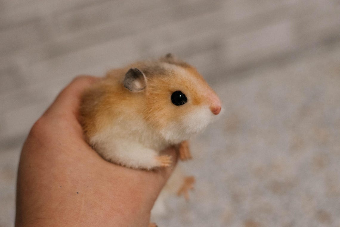 Handmade Hamster Plush: Poseable Furry Animal Doll - Etsy
