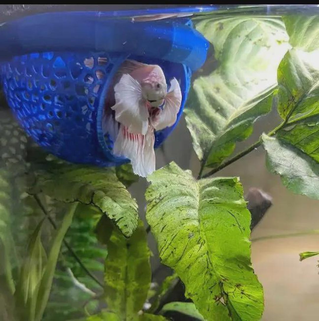 Betta Bungalow - Floating Betta Fish Hammock: Colorful Aquarium Decor ...