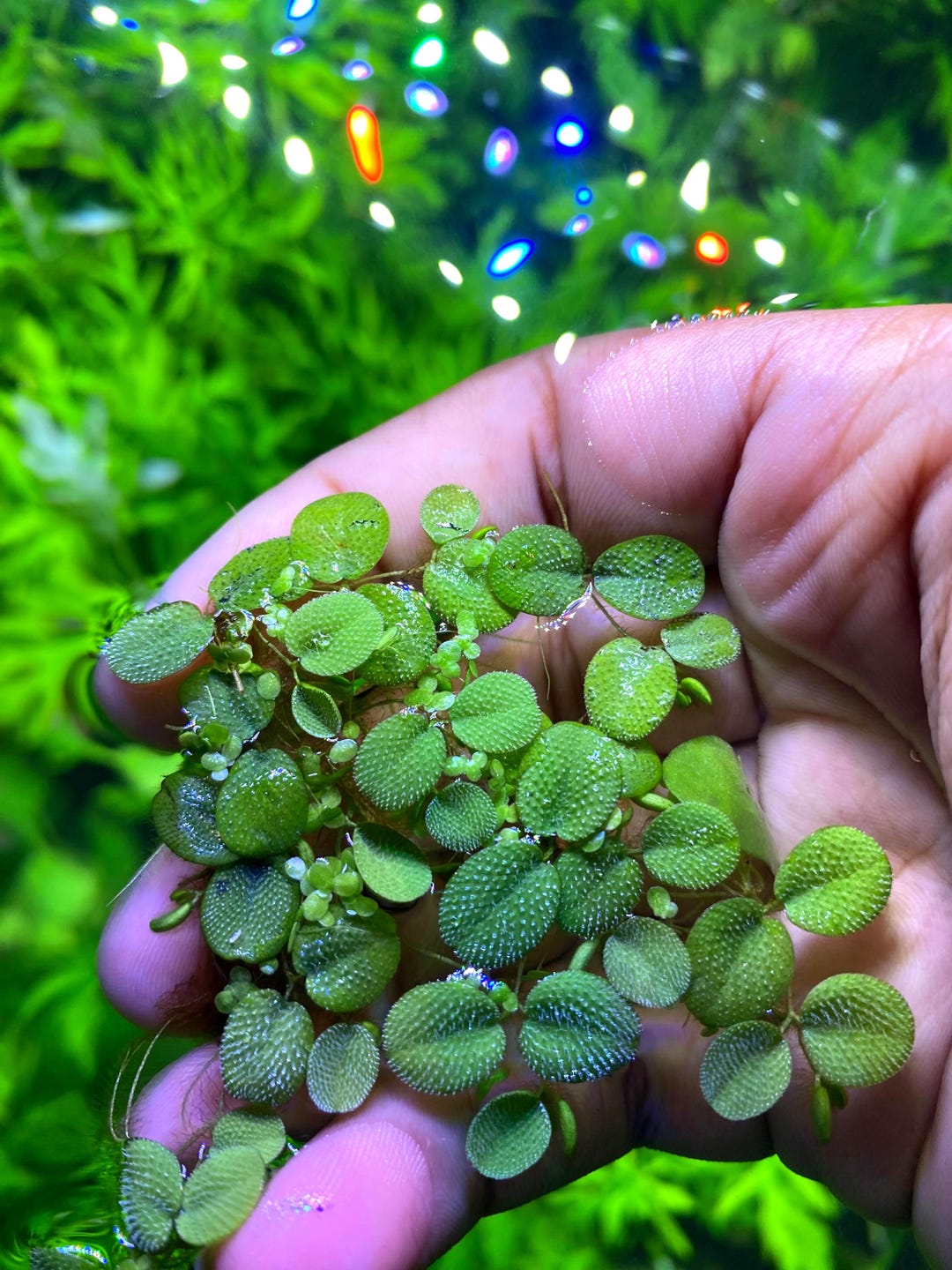 Salvinia Minima (water Spangles) - Floating Aquarium Plant: Beginner ...
