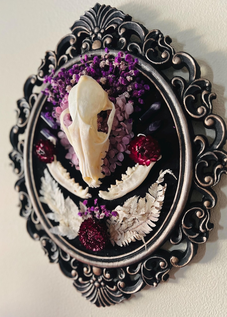 Real Fox Skull for Gothic Home Decor | Dark Academia | Taxidermy Bone ...