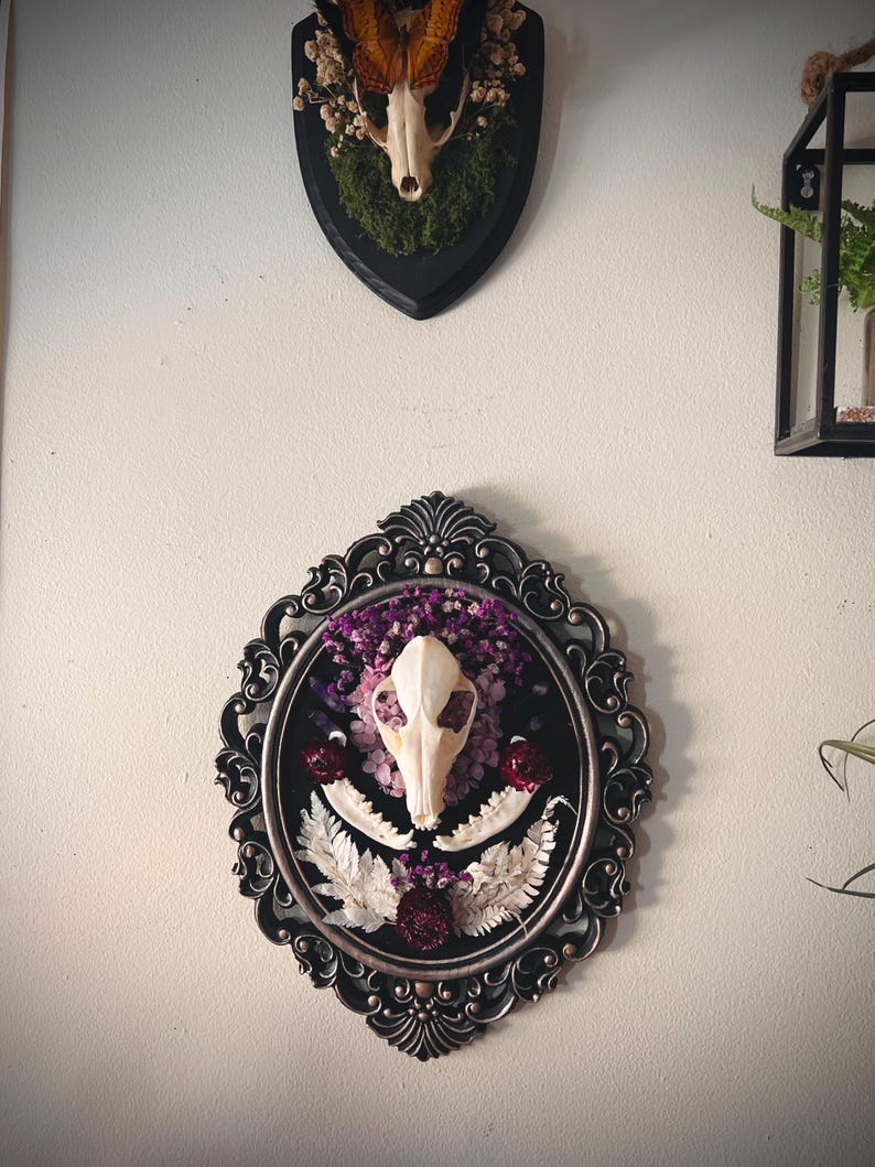 Real Fox Skull for Gothic Home Decor | Dark Academia | Taxidermy Bone ...
