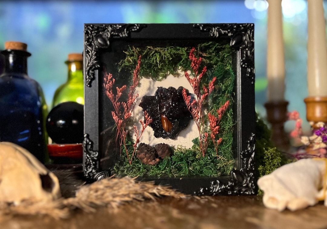 5x5 Stag Beetle Crystallization Shadowbox | Taxidermy | Entomology ...