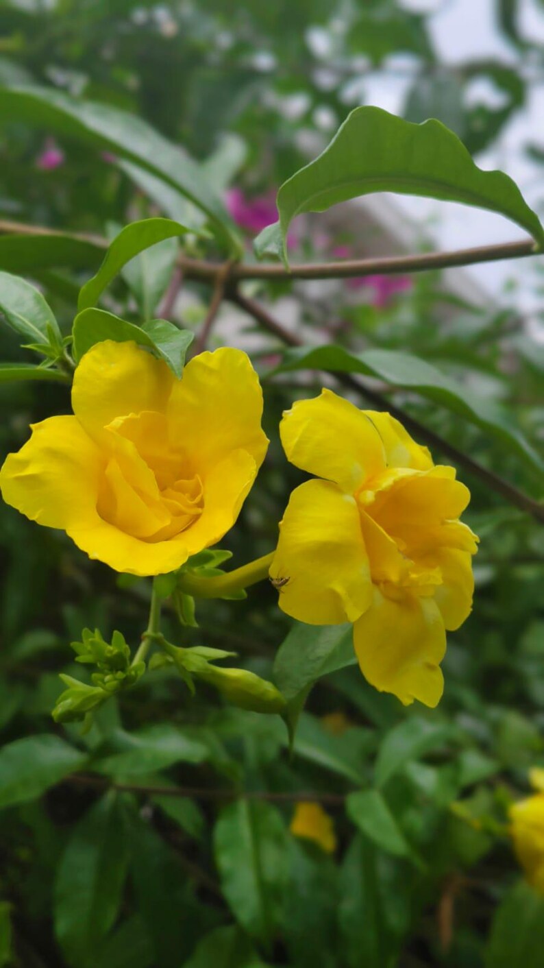 Trumpet Flower Esperanza Tecoma Stans Yellow Elder Bells 50 Flower ...