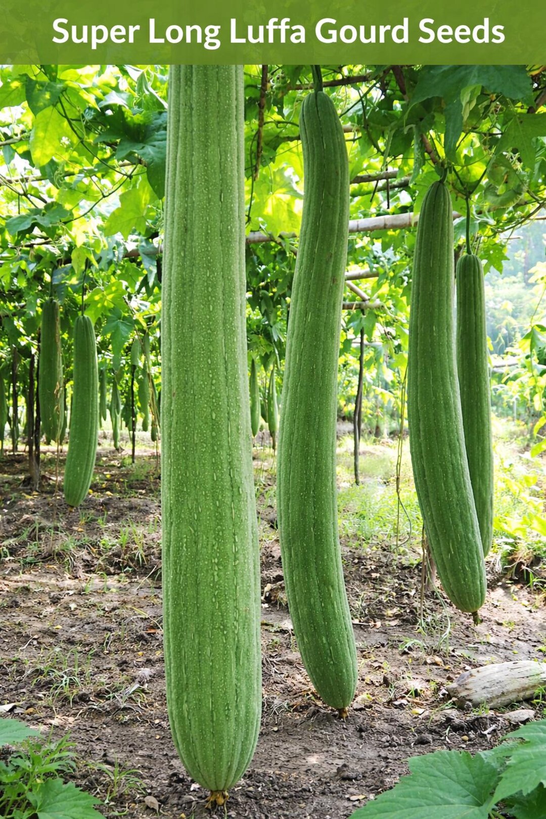 Super Long Luffa Gourd Seeds, Non GMO Garden Grower, 30 Seeds Pack - Etsy