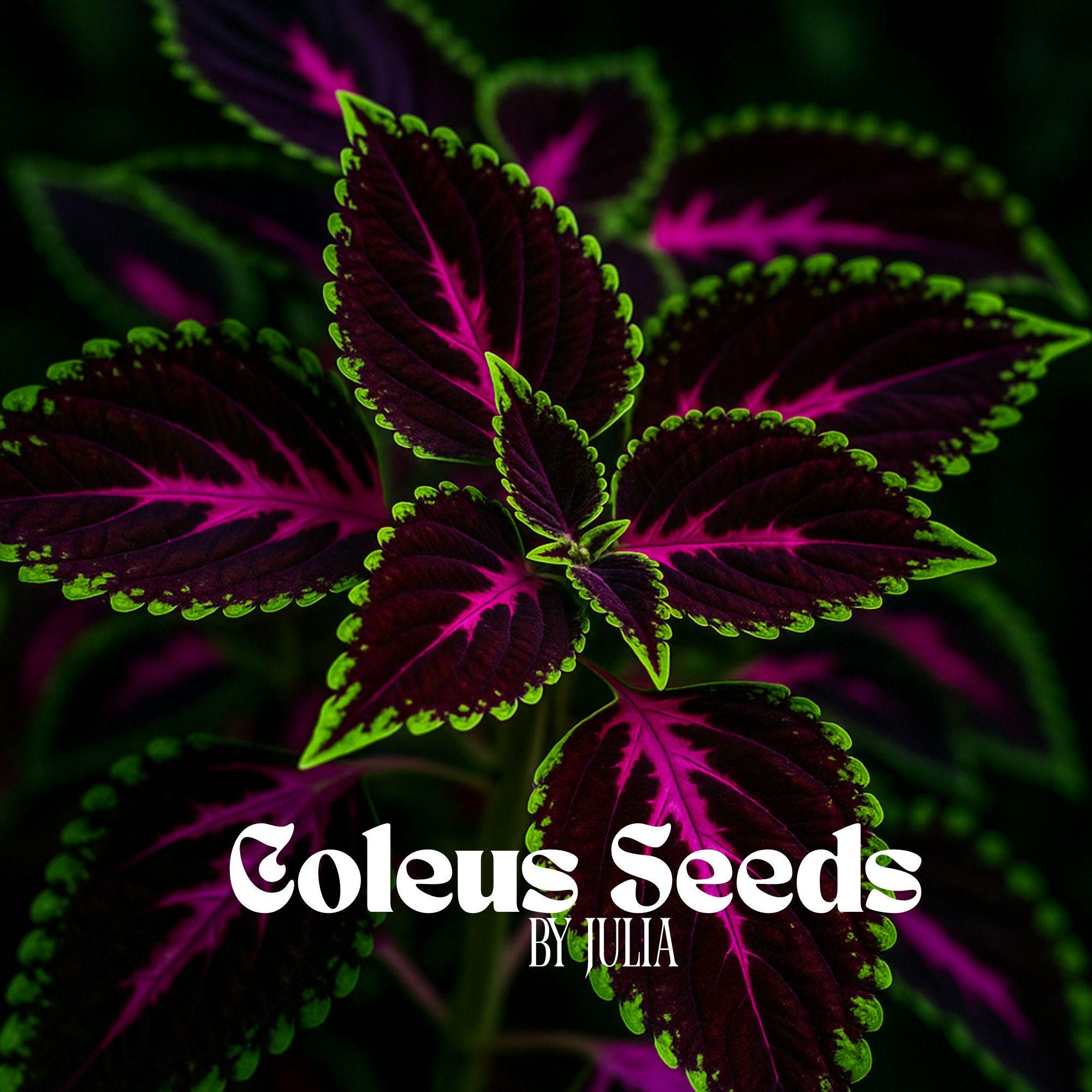 Rare Color Mix Coleus Seeds: Pink, Black, Green Variegated Foliage - Etsy