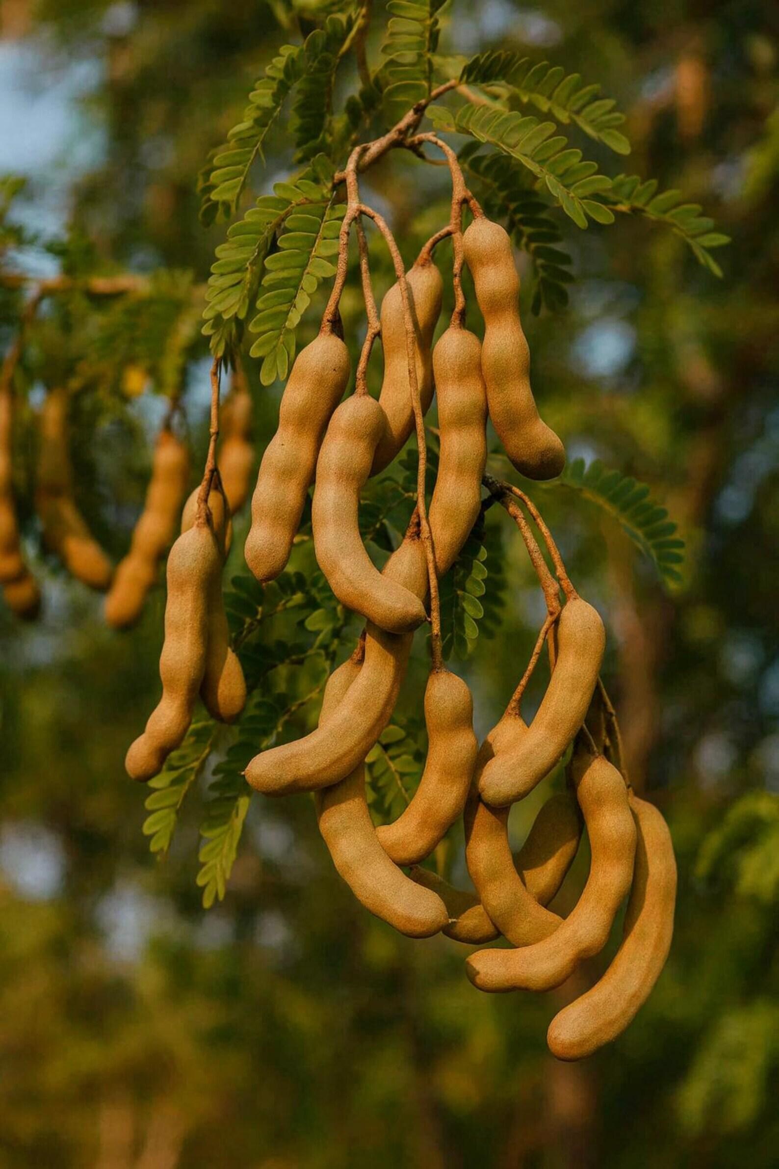 5 Fresh Tamarind Tree Seeds - Tamarindus Indic, Tropical Fruit, Bonsai ...